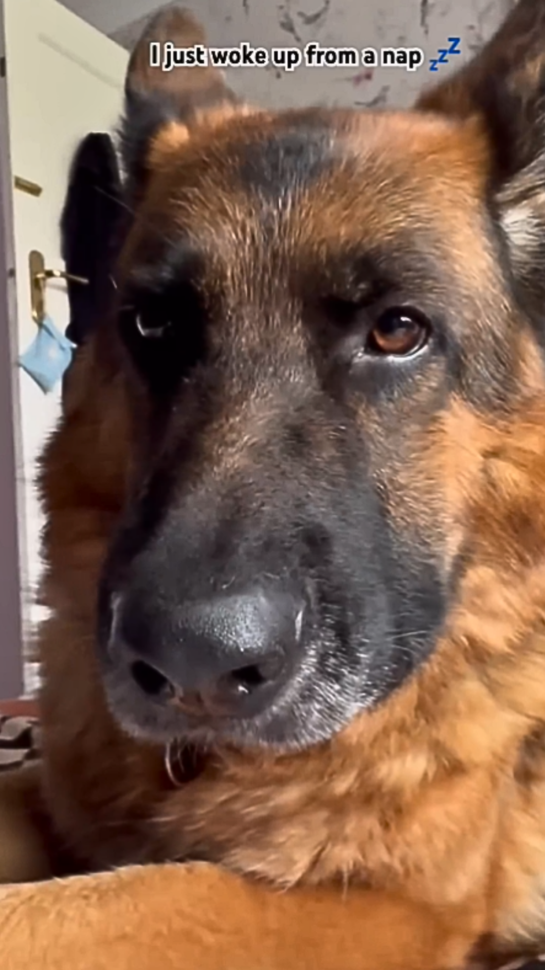 Cooper wakes up confused after nap