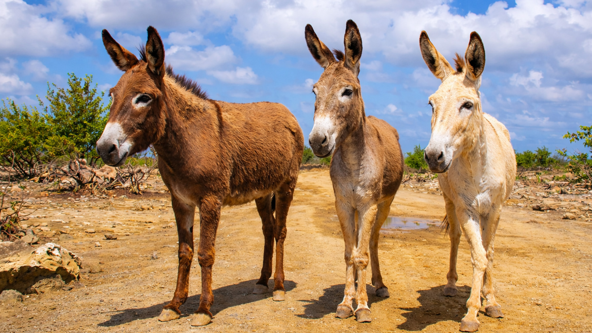 A sanctuary where donkeys rule the road