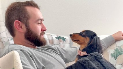 Very awkward dachshund has all eyes on dad