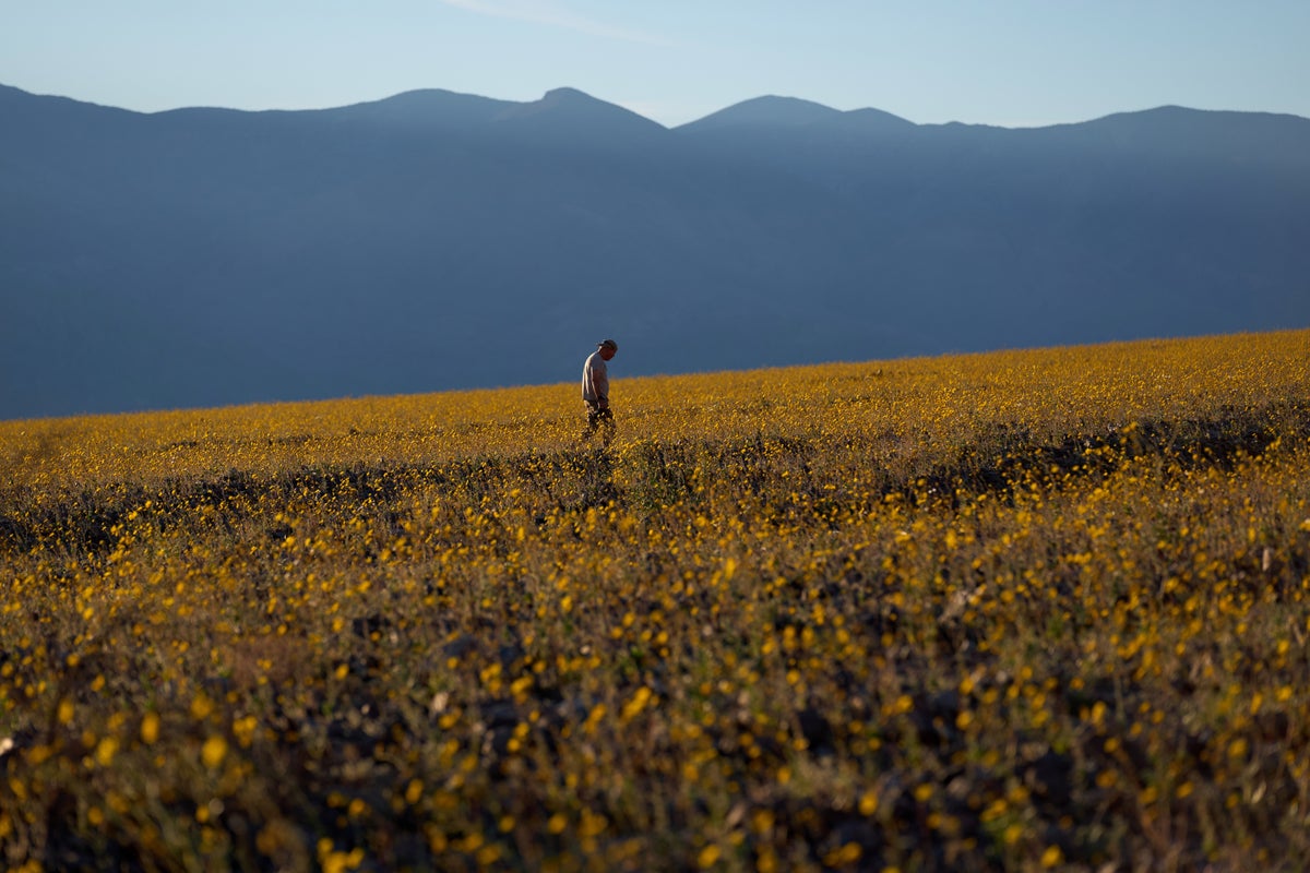 Driest place in North America experiences rare superbloom
