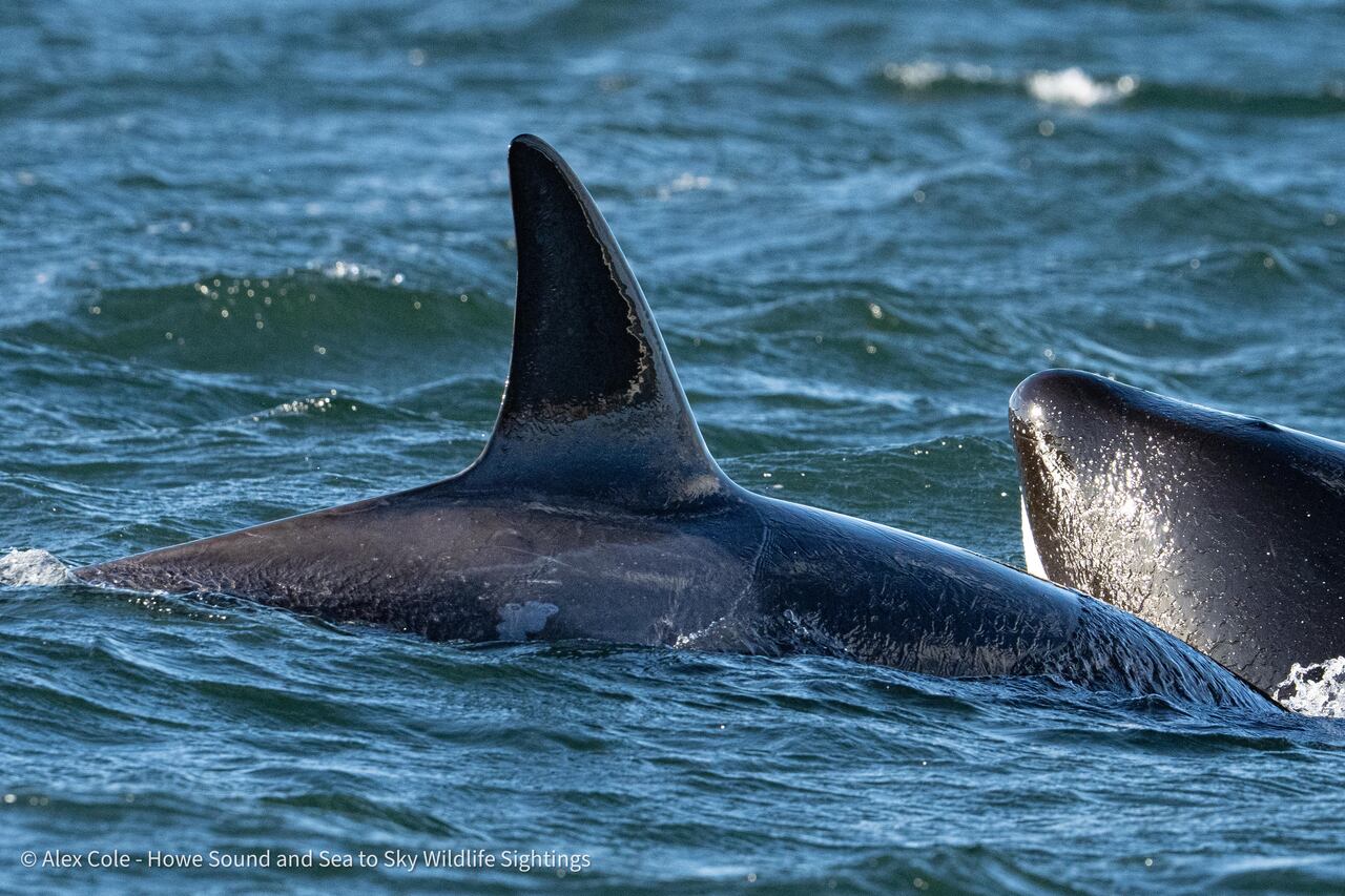 3 unidentified orcas spotted in Vancouver Harbour never before ...