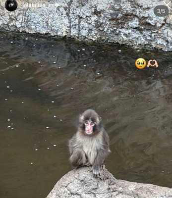 Lisa visits viral monkey 'Punch' in Japan, shares adorable moment on ...