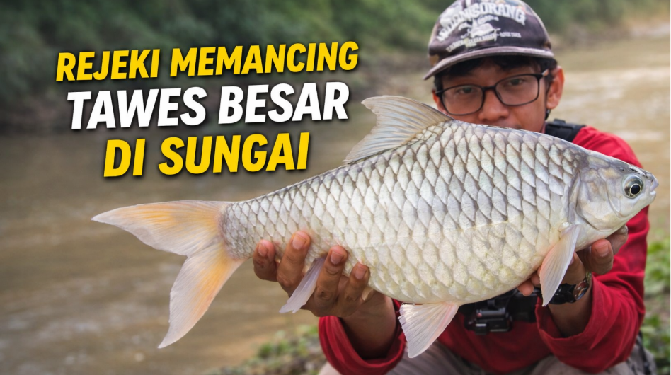 Rejeki Memancing Tawes Besar di Sungai