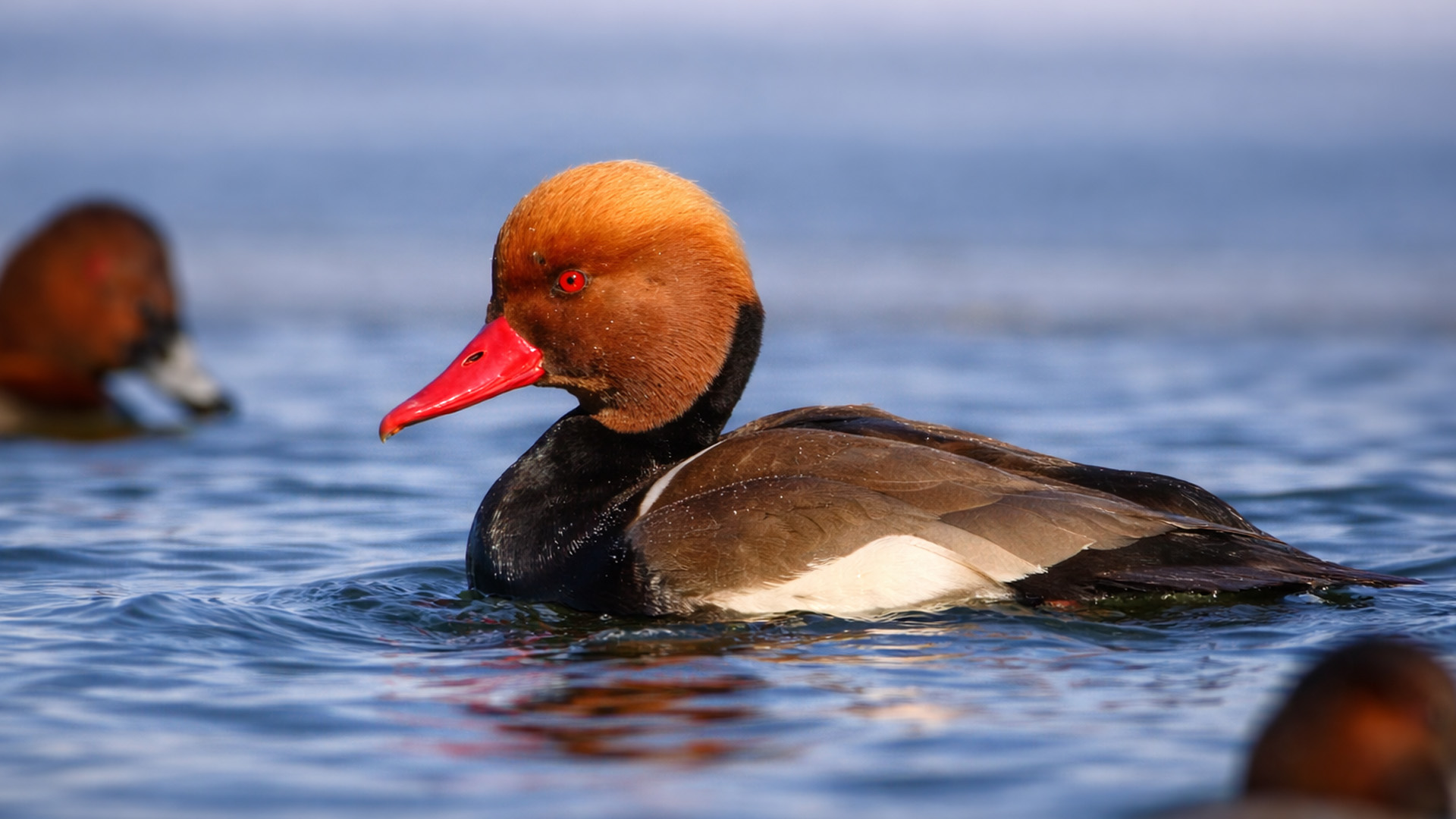 Hidden lake camera captures a red-crested pochard gliding across the water