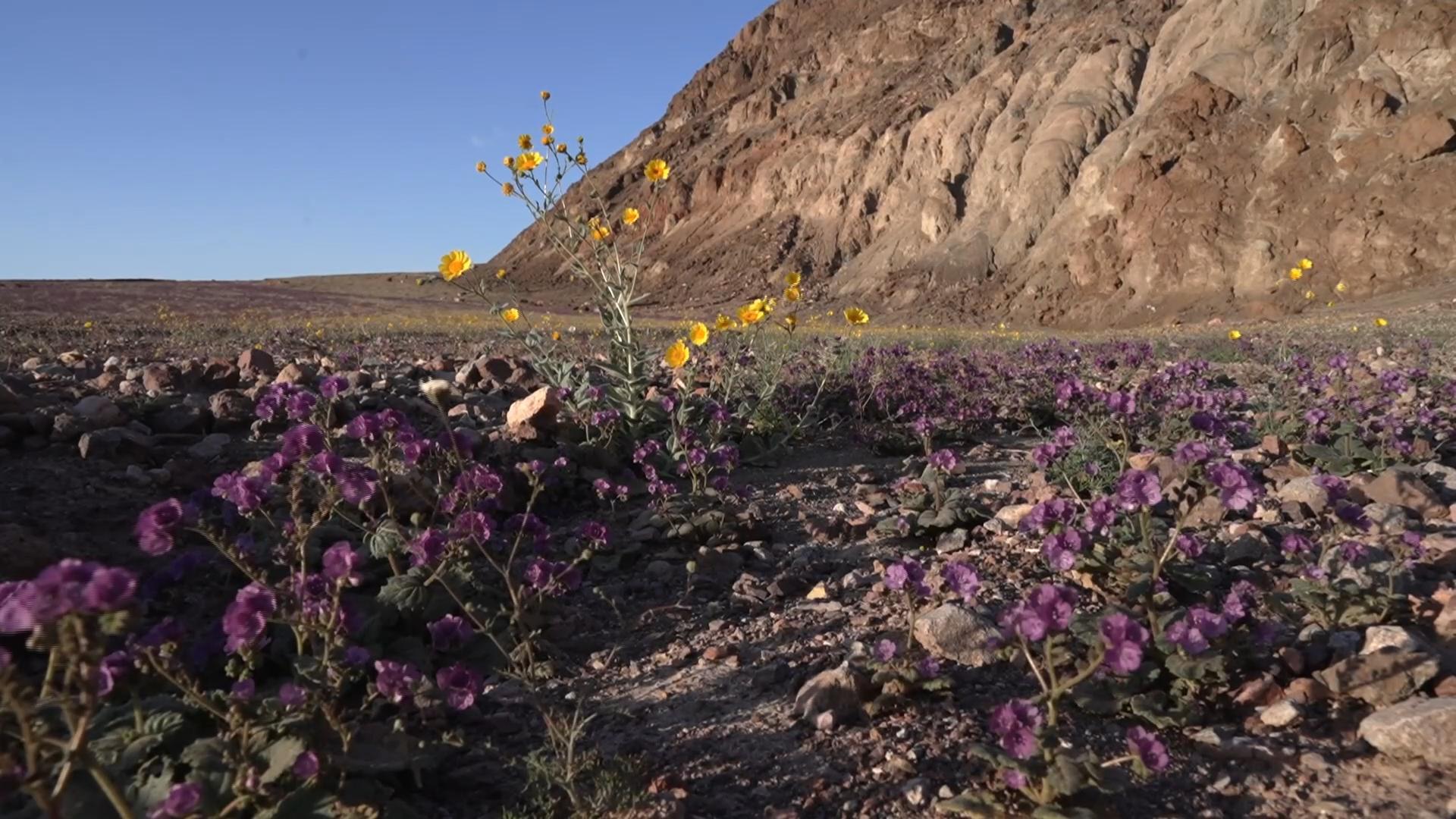 Death Valley blossoms with once-in-a-decade superbloom of flowers