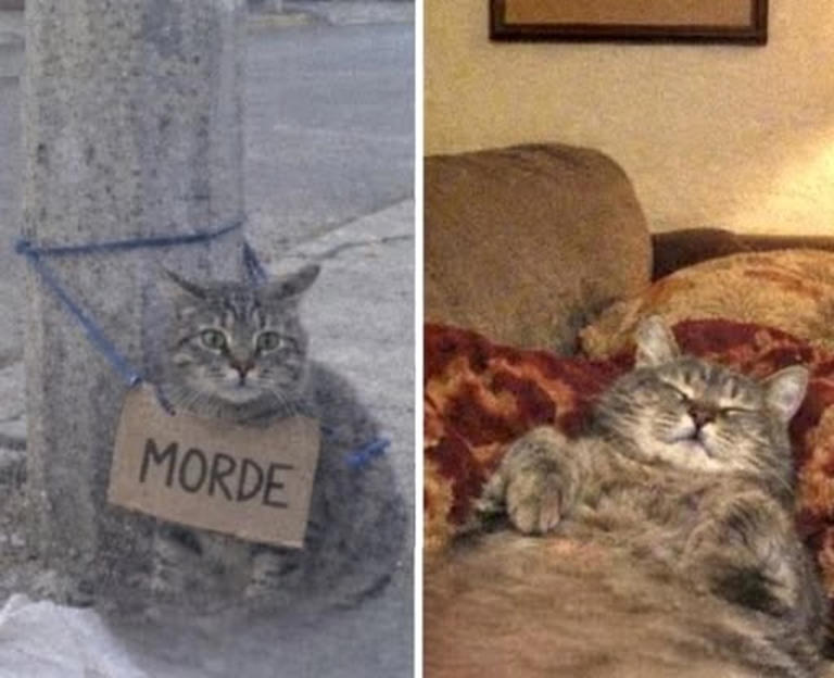 Un gatto legato a un palo con il cartello “MORDE”: salvato da uno ...