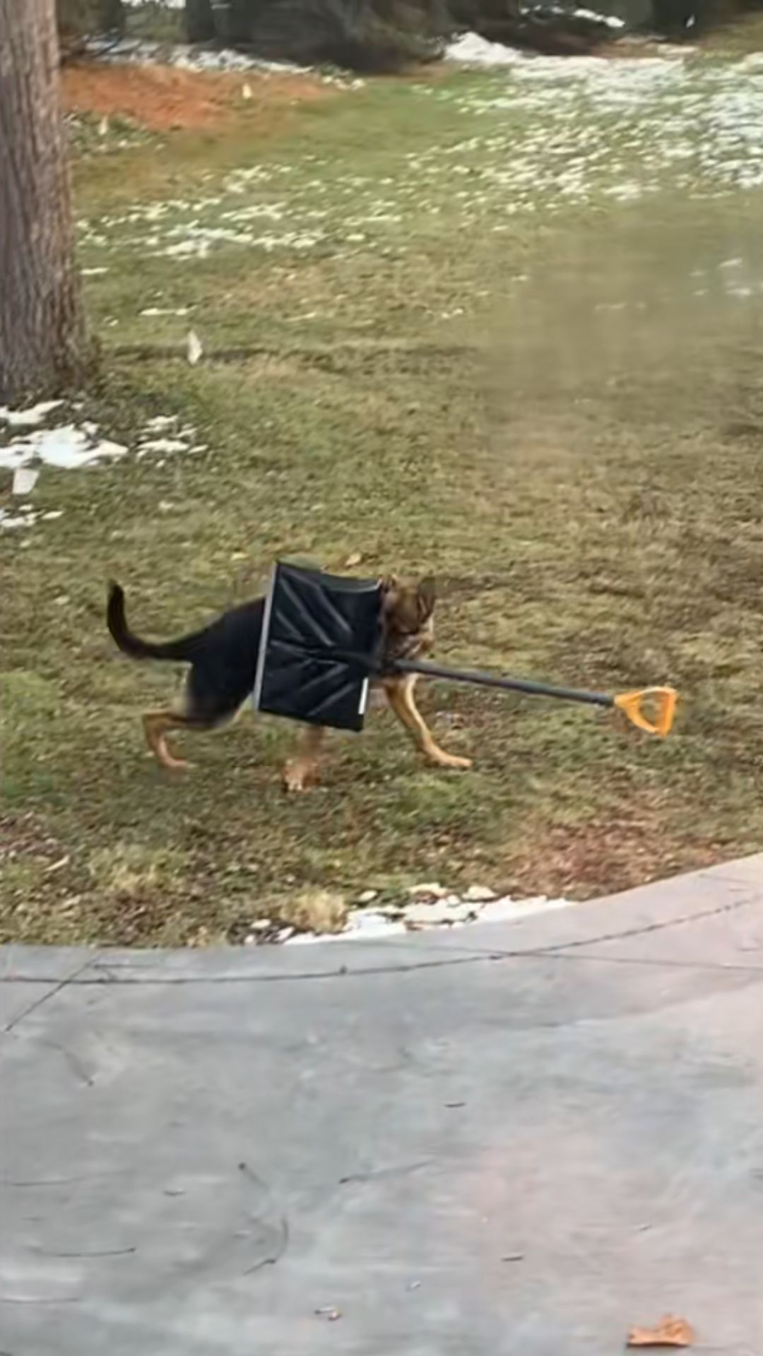 This German shepherd moment was too good not to repost