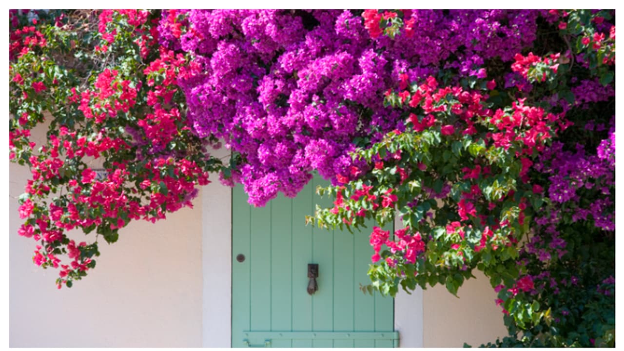Bougainvillea not flowering? 7 simple tips to increase blooms