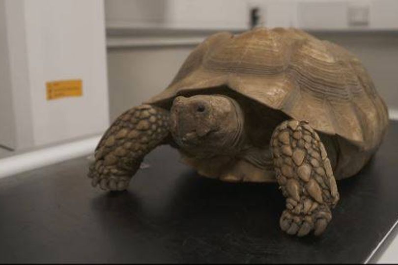 Yorkshire vet's Matt Exotic exclaims 'wow' as tortoise's X-ray reveals ...
