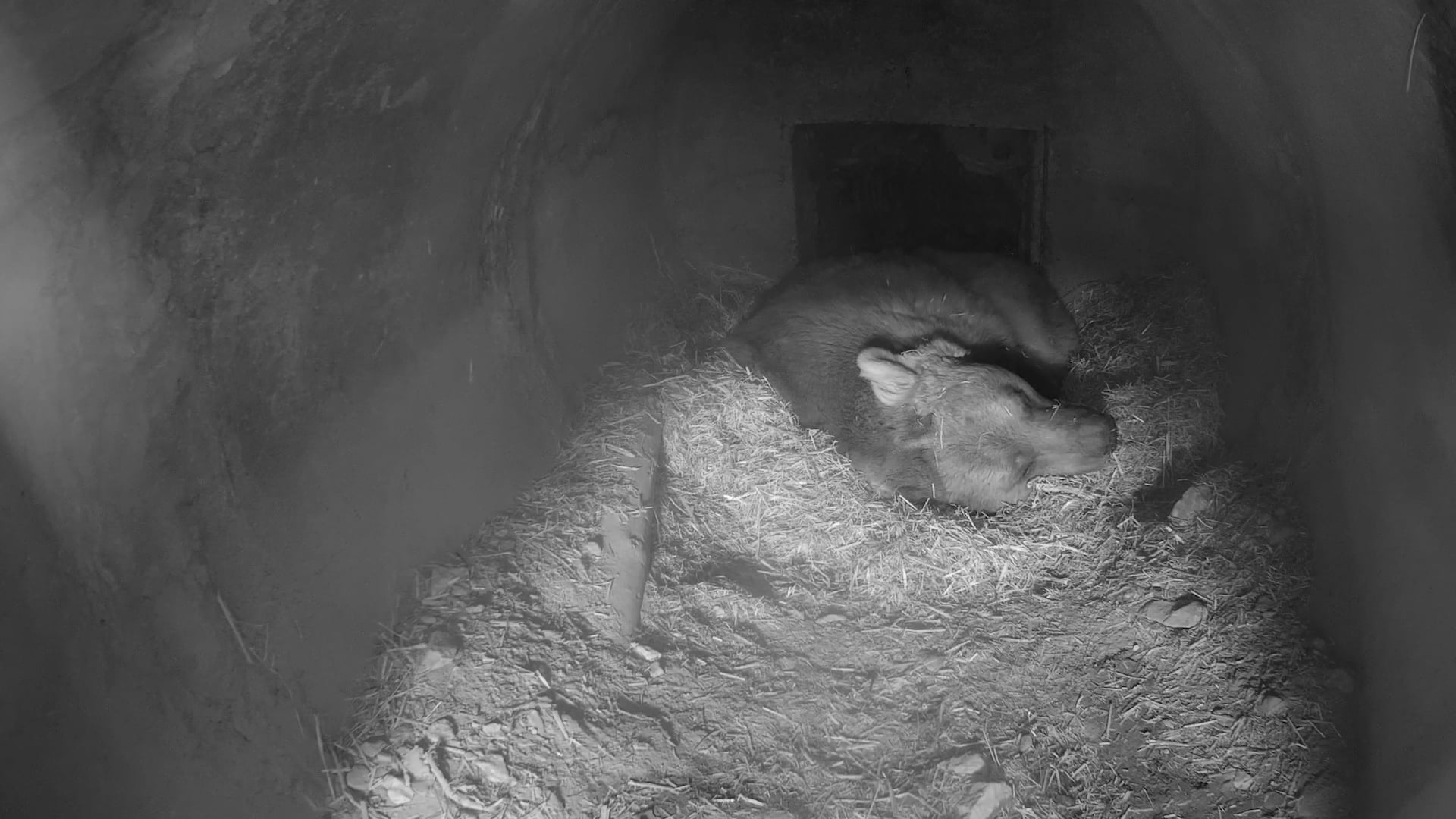 Three rescued bears found in dingy backyard wake from hibernation