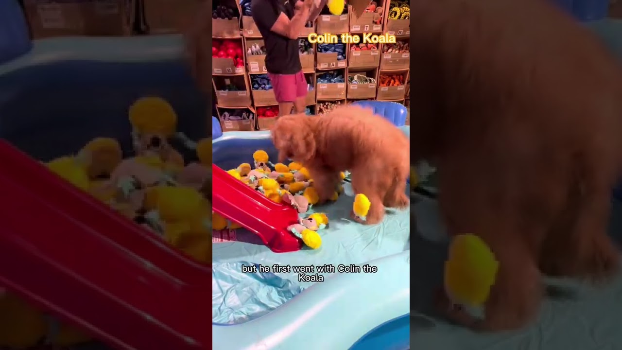 I built my dog a toy pit! #dogtoy #goldendoodle #toys