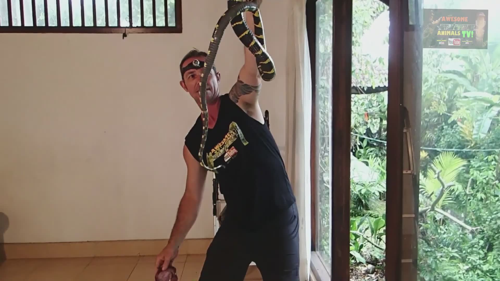 Getting bitten by a venomous mangrove boiga snake during a nighttime ...