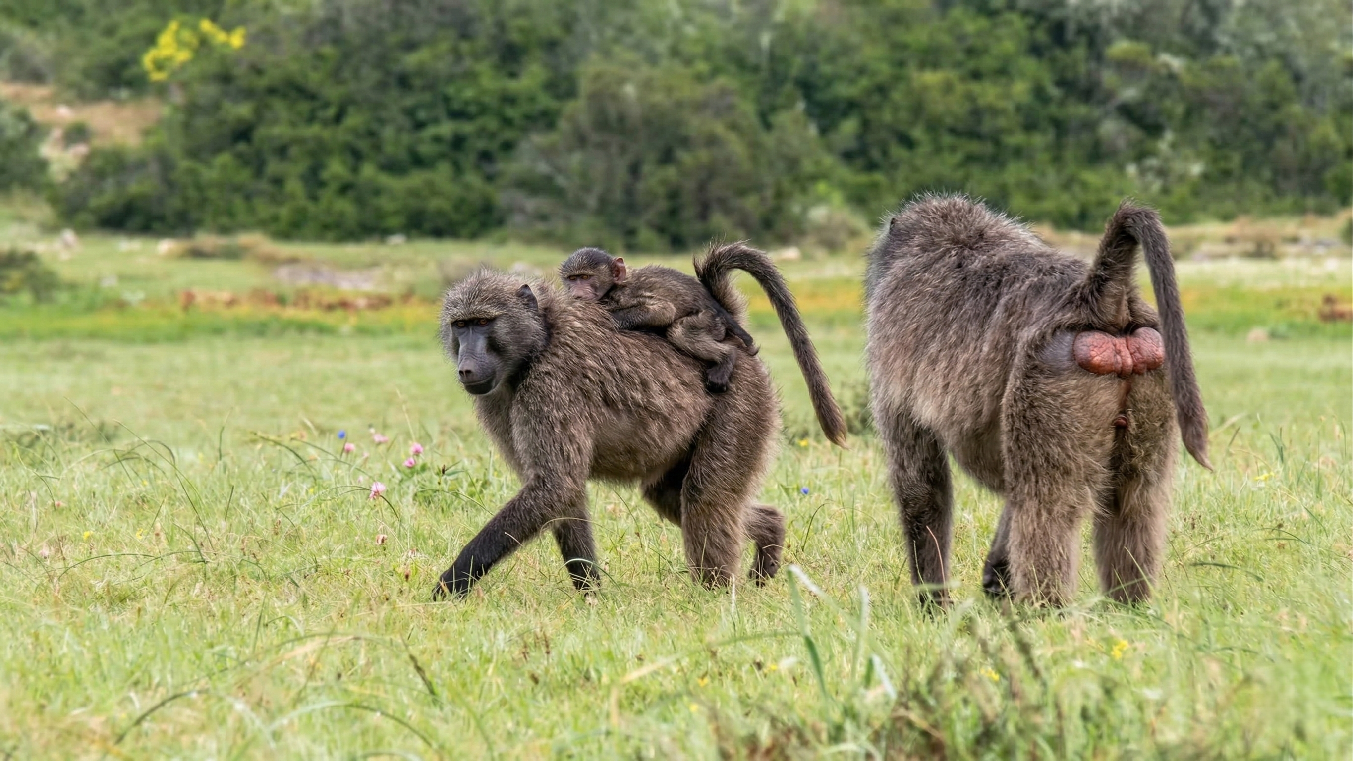 Watch what happens when baboons capture a baby monkey