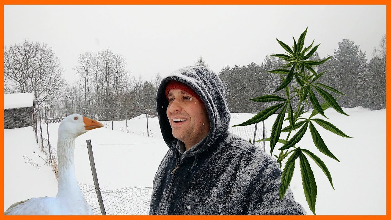 Building a Vermont farm using hemp and guard geese