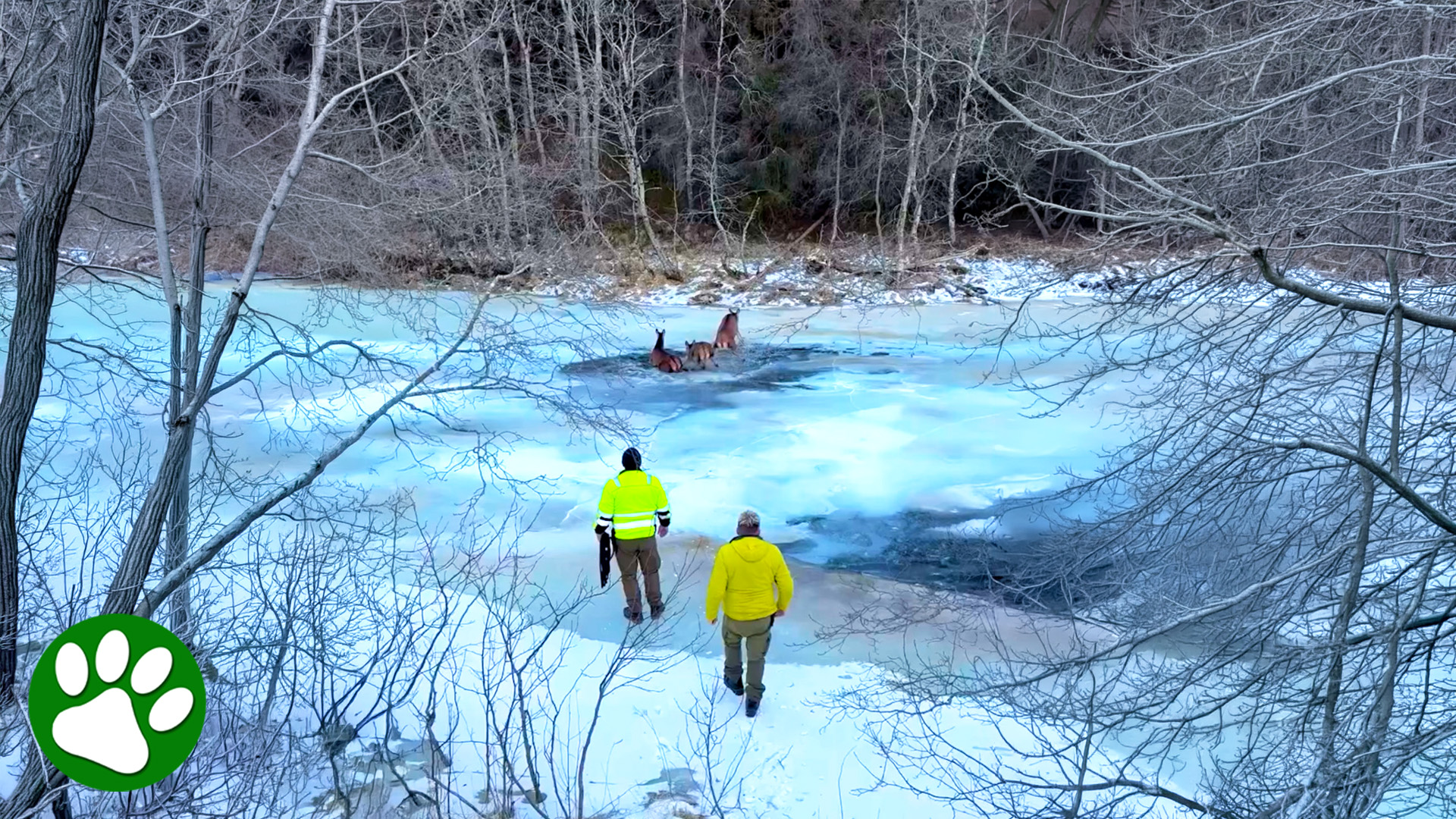 Men rescue deer trapped on cracking ice