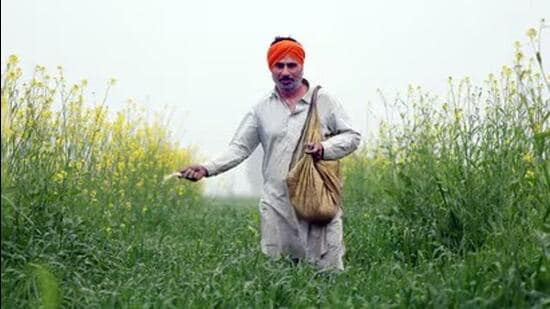Scientifically speaking: The gene in rice that could cut use of fertilizers
