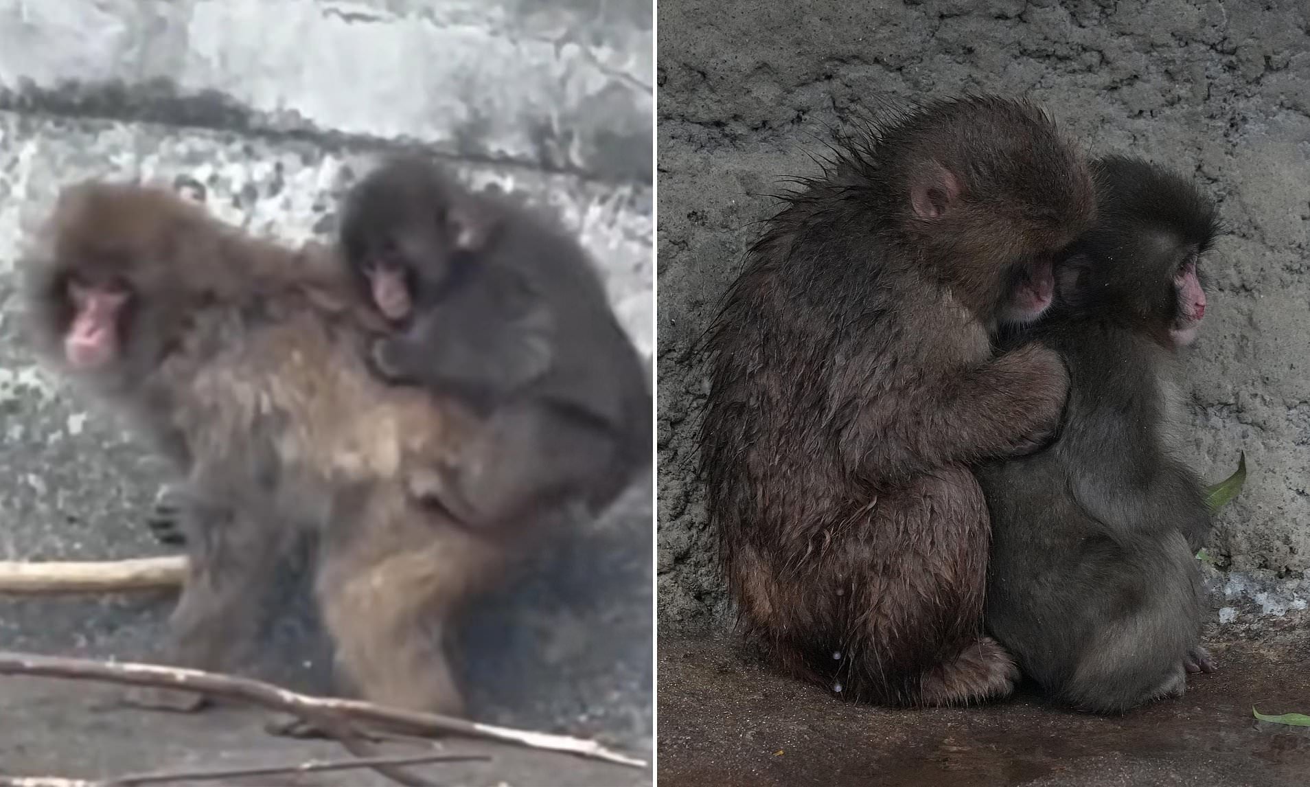 Punch the monkey finally accepted by his peers after primate was ...