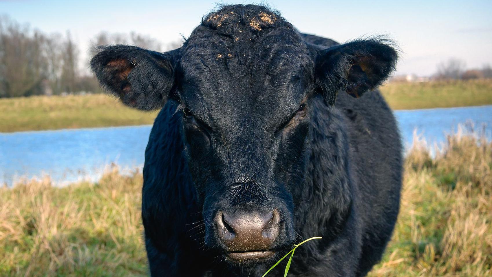 Schools locked down after bull went on the loose