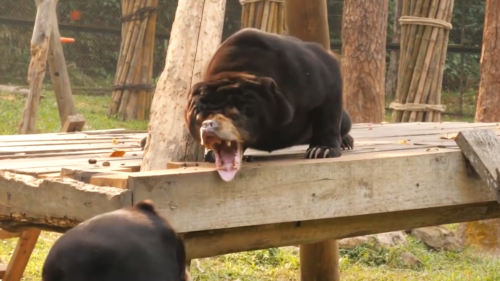 Mira lo que pasa cuando el oso más pequeño del mundo ataca - "Todo ...