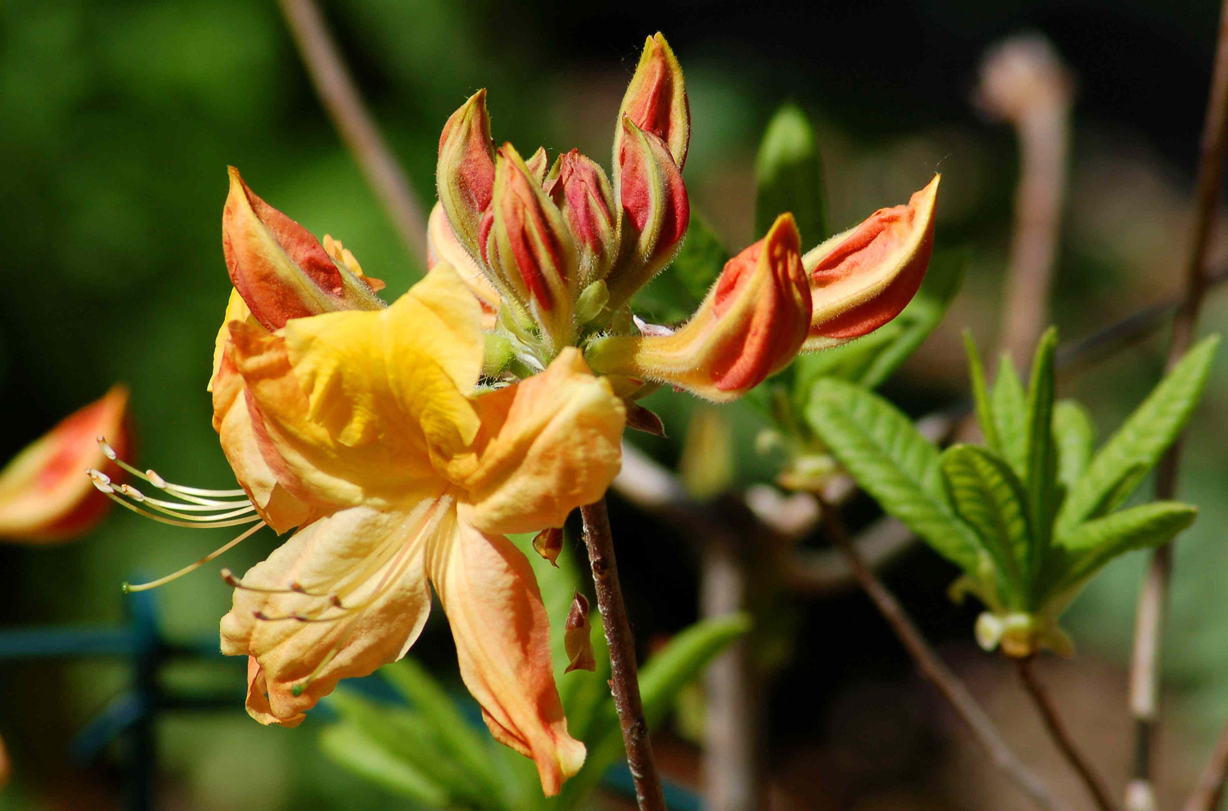 Strong summer growth starts now: Measure these 4 garden basics before ...