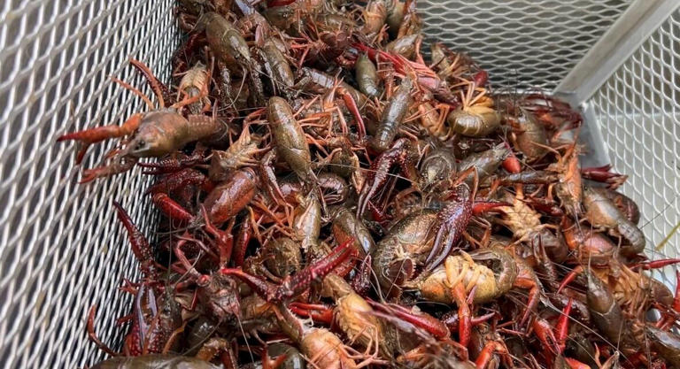 Louisiana crawfish industry faces worker shortage after DHS caps ...