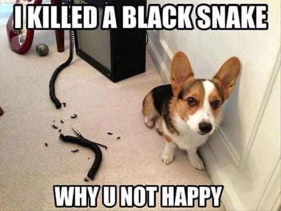 28 cute corgi memes full of tiny legs and big happiness