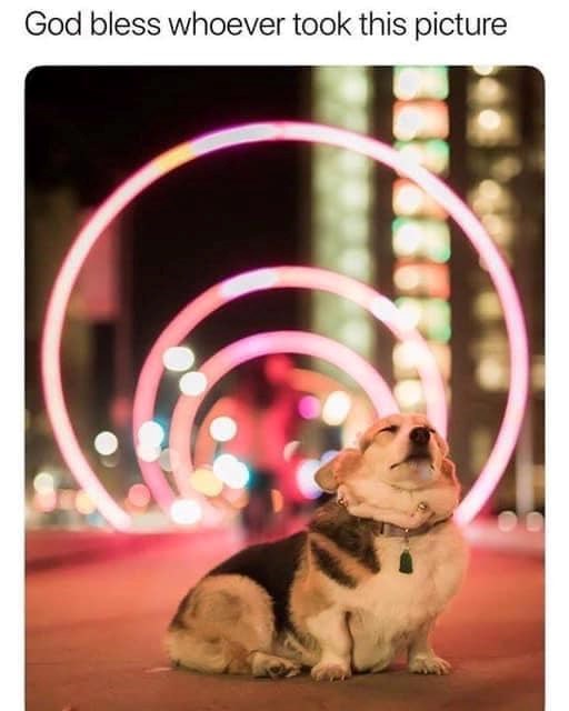 28 cute corgi memes full of tiny legs and big happiness
