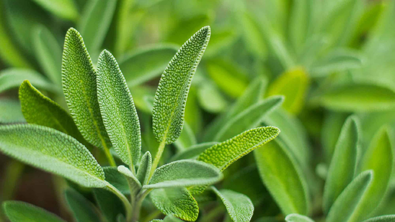10 perennial herbs that will come back every year