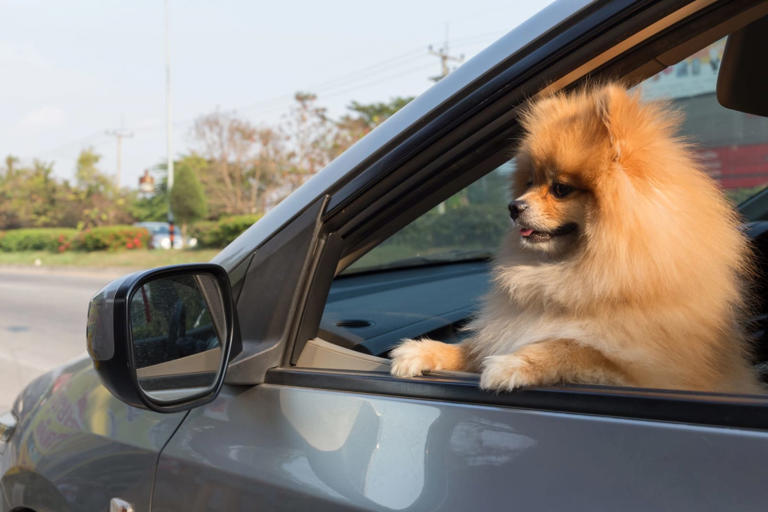 The growing trend of pets riding in cars is changing the auto industry