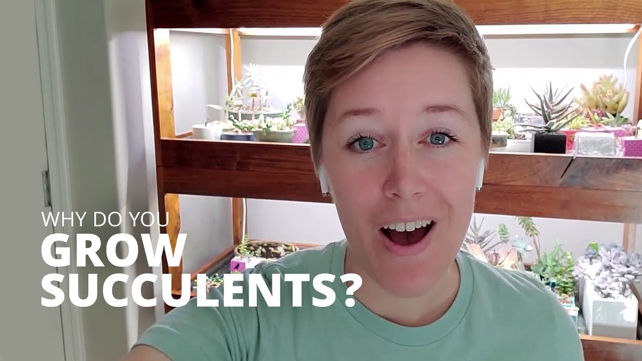 Life lessons from succulents and music: Why you haven’t met the right ...