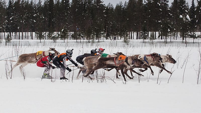 Reindeer racing draws crowds in Finland’s frozen north near the Russian ...