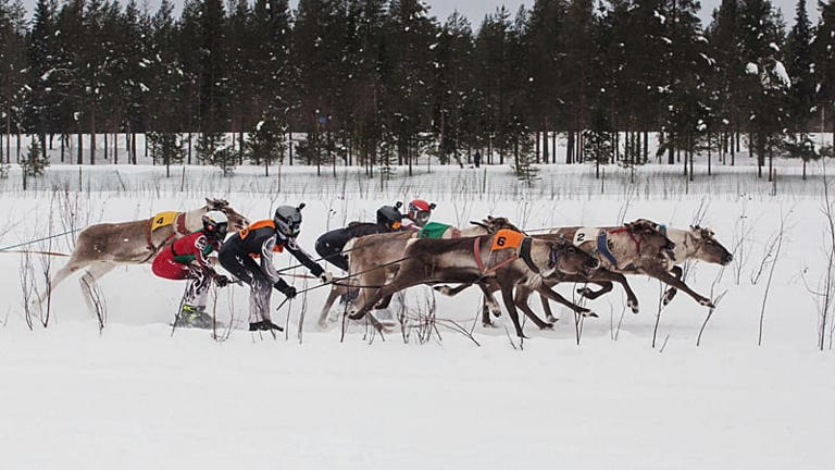 Reindeer racing draws crowds in Finland’s frozen north near the Russian ...