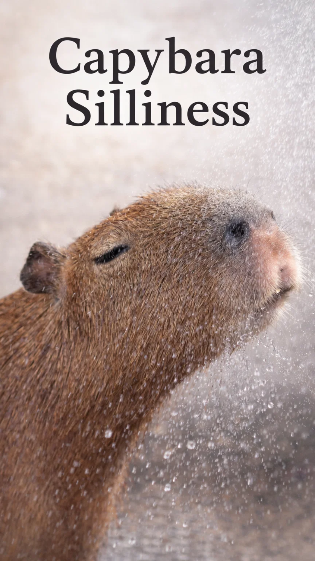 The silliest capybara on the internet: Meet Cheesecake