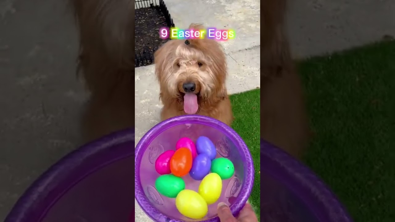 High-stakes Easter egg hunt! #easter #dog #goldenretriever