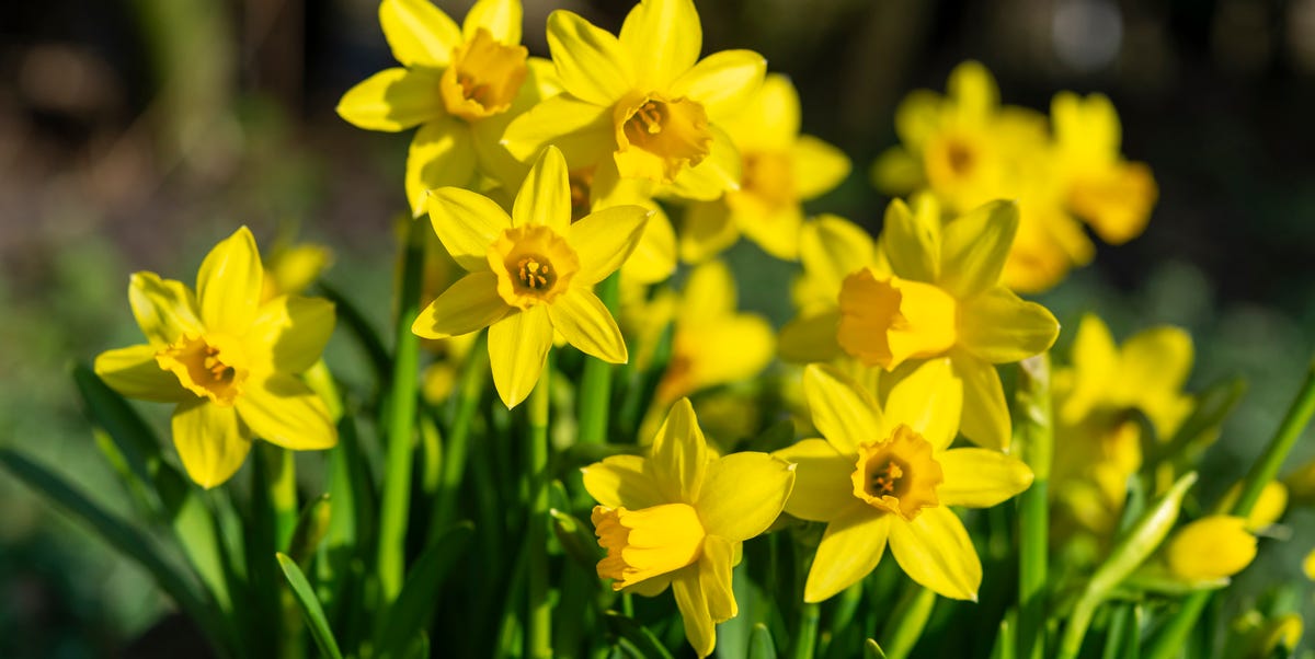 5 early signs of spring already appearing in your garden