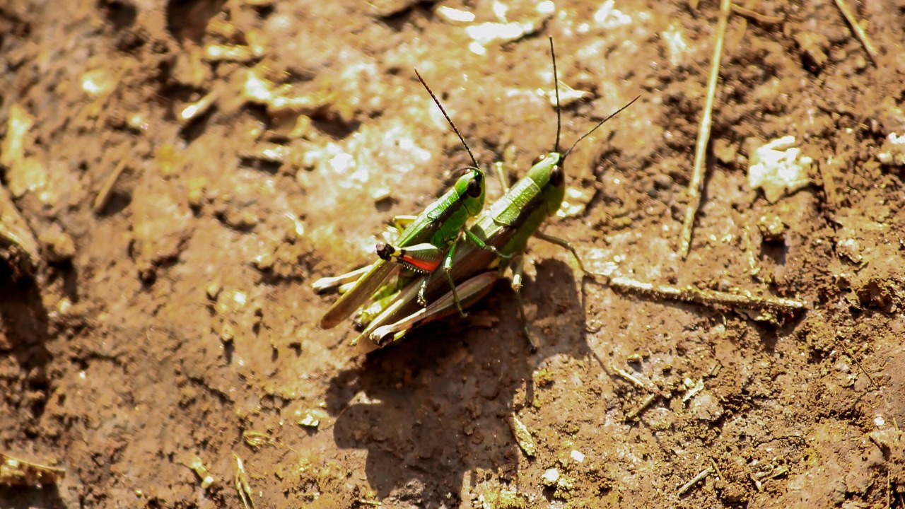 Desert locust swarms can span 40 mi and take 20 years to form