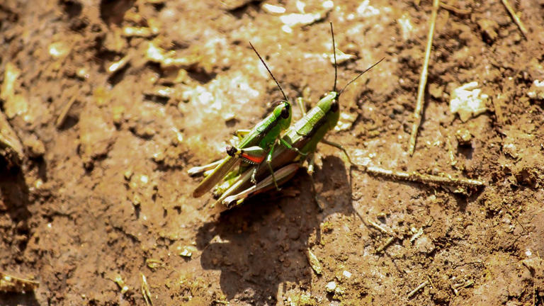 Desert locust swarms can span 40 mi and take 20 years to form