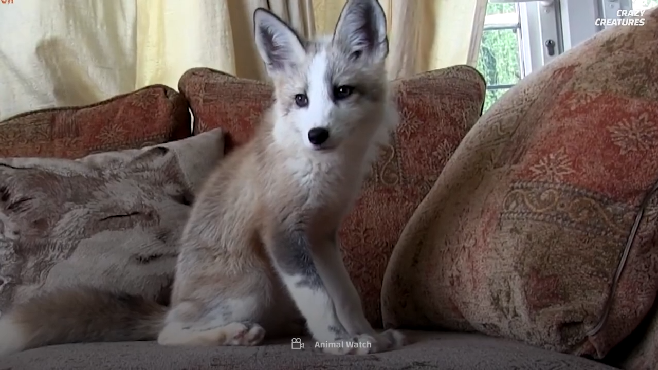 Watch what happens when a wild fox starts living inside human homes