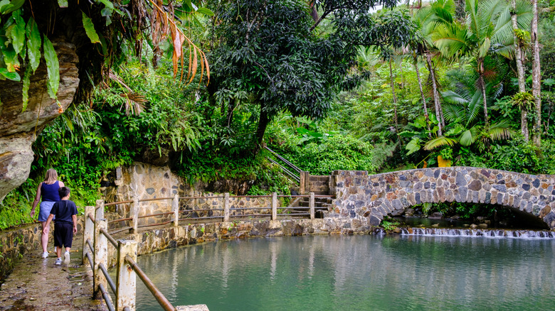 The sole tropical rainforest in the US National Forest System has lush ...