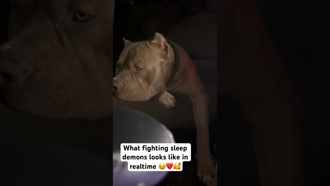 Brave dog stays perfectly calm during her first ultrasound