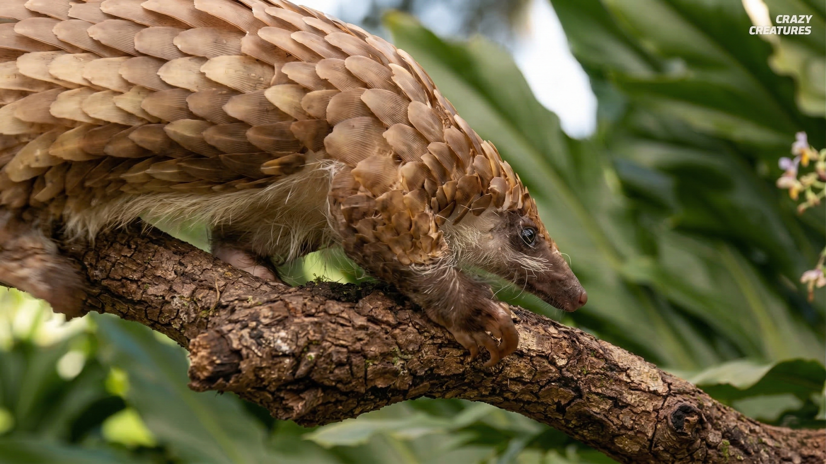 Living armor vs predator teeth - The pangolin’s defense