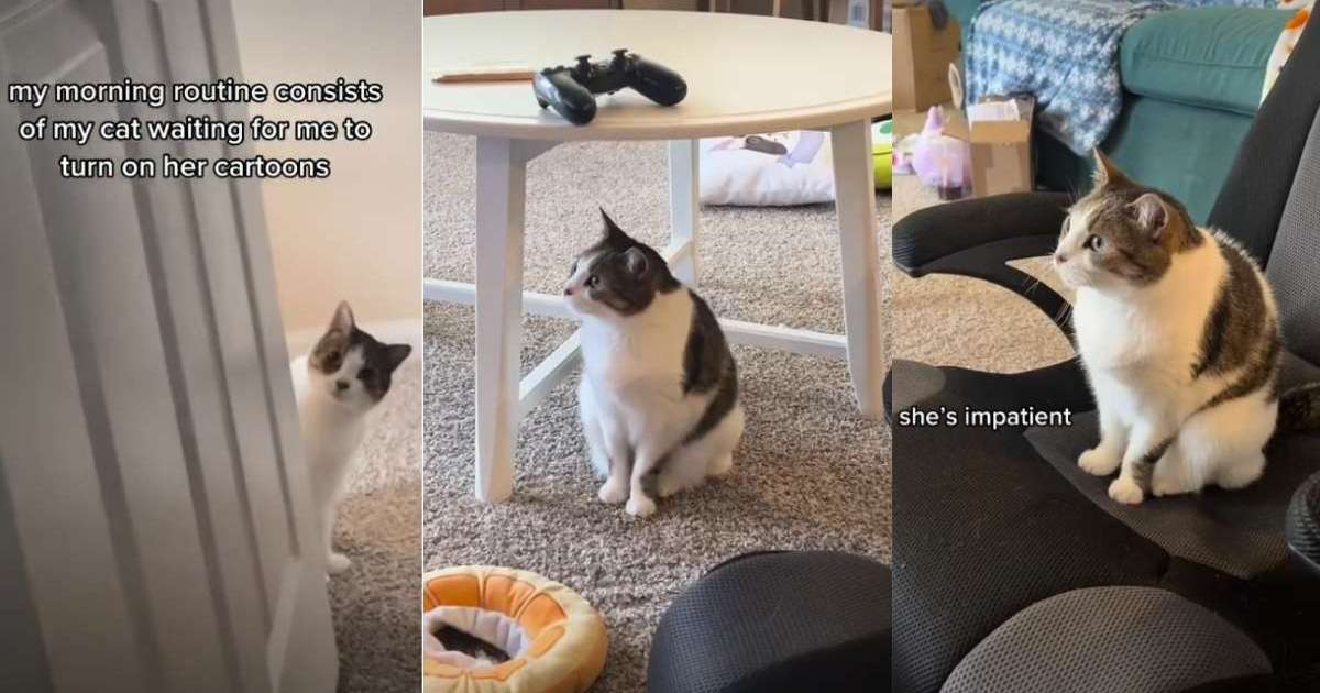 Video: Cat's morning routine is to wait for mom to turn on the TV