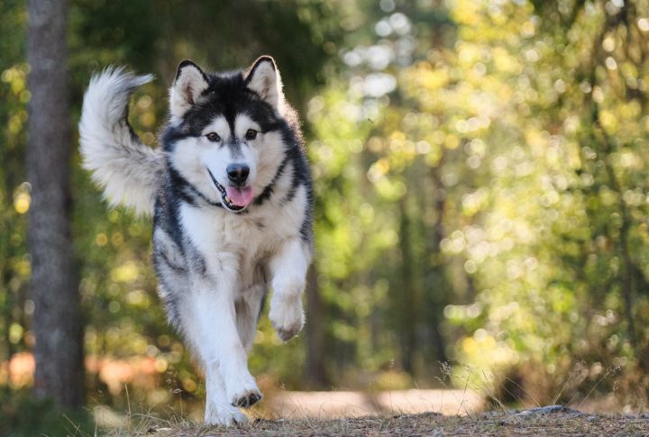 15 dogs perfect for wolf lovers