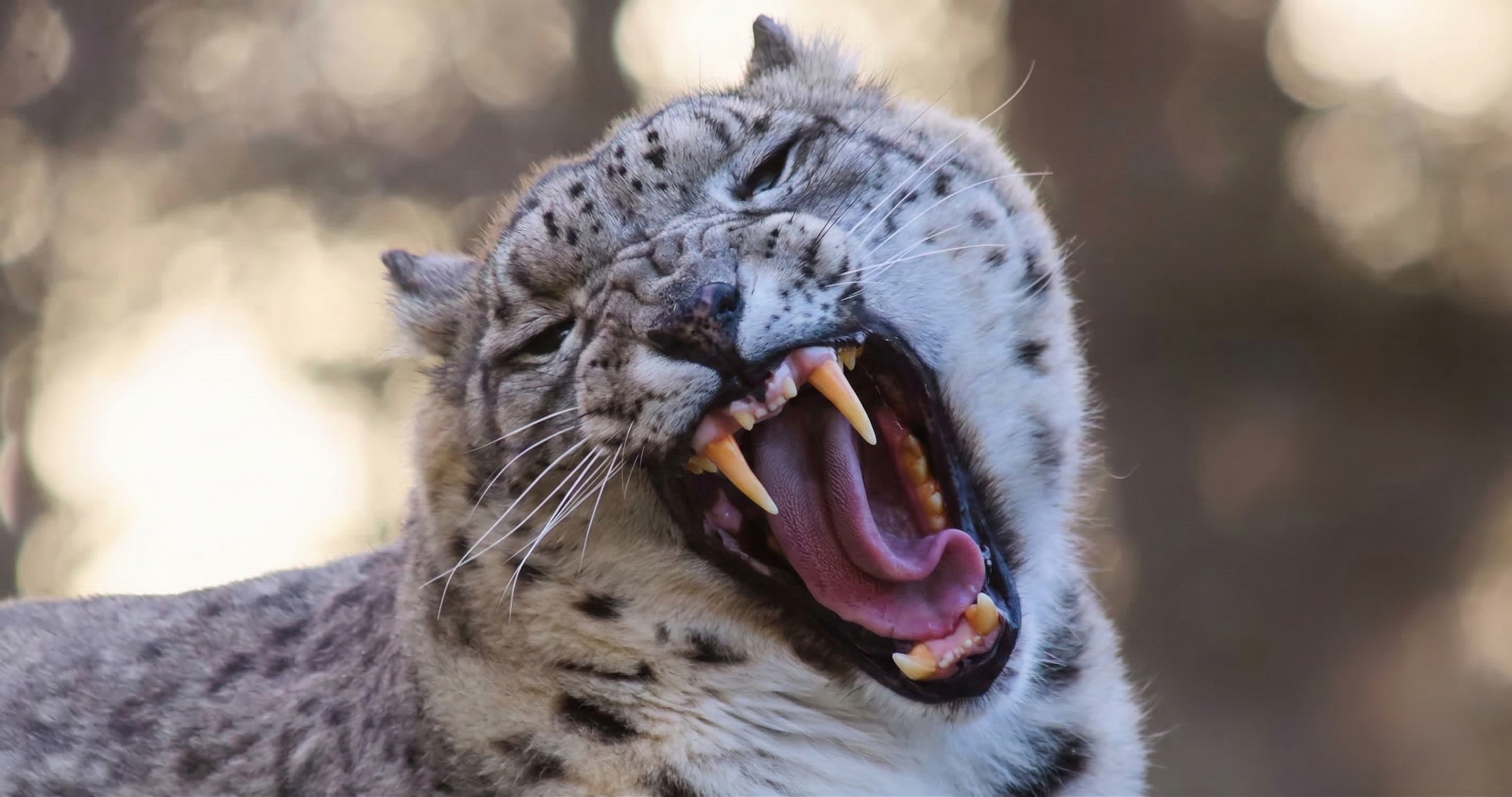 Watch what happens when a snow leopard survives mountain cold using its ...