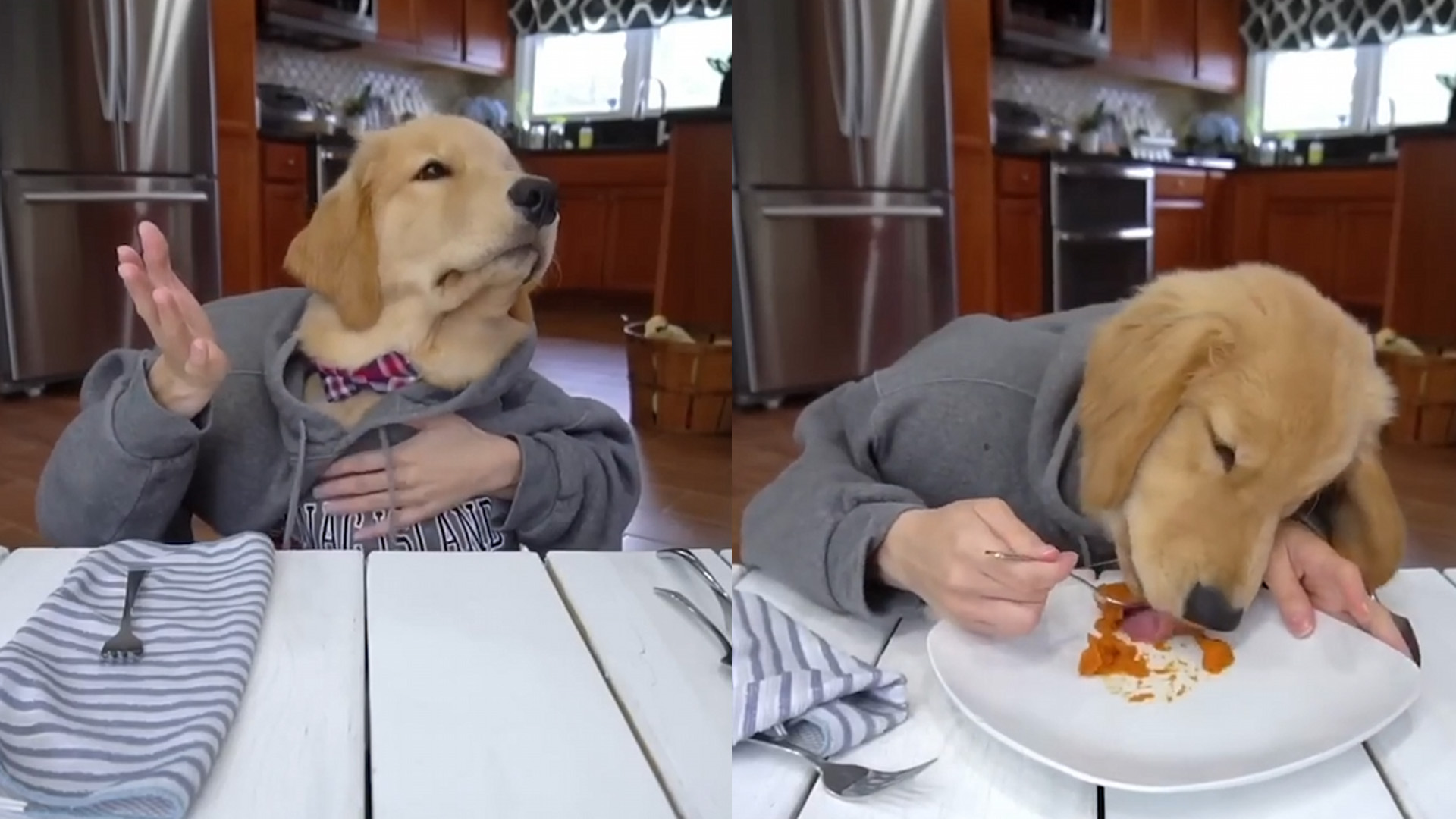Golden retriever judges the restaurant menu