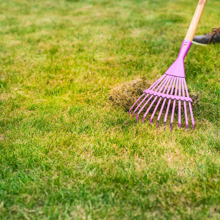 The biggest reason why your grass seed isn't growing – and the easiest ...