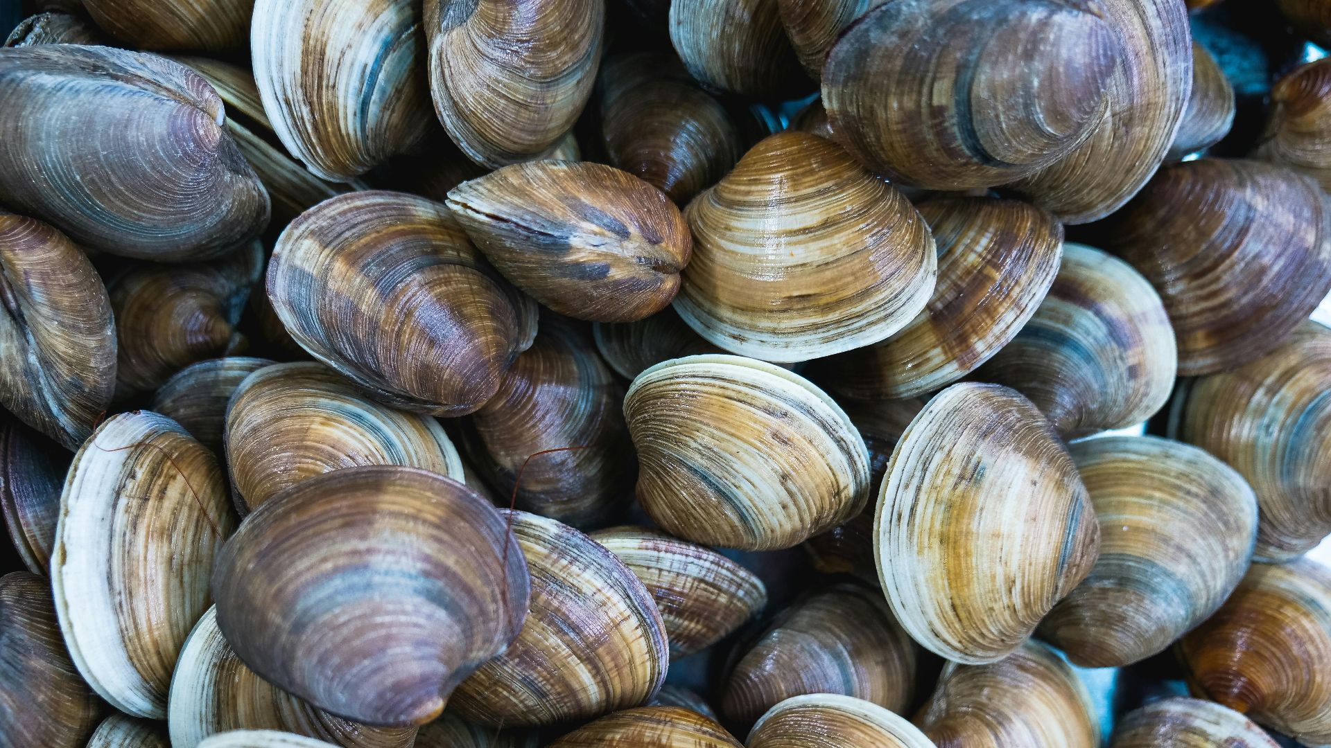 20 regional American foods you need to try at least once