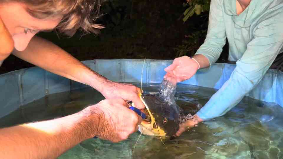 This emergency surgery saved my new pet fish