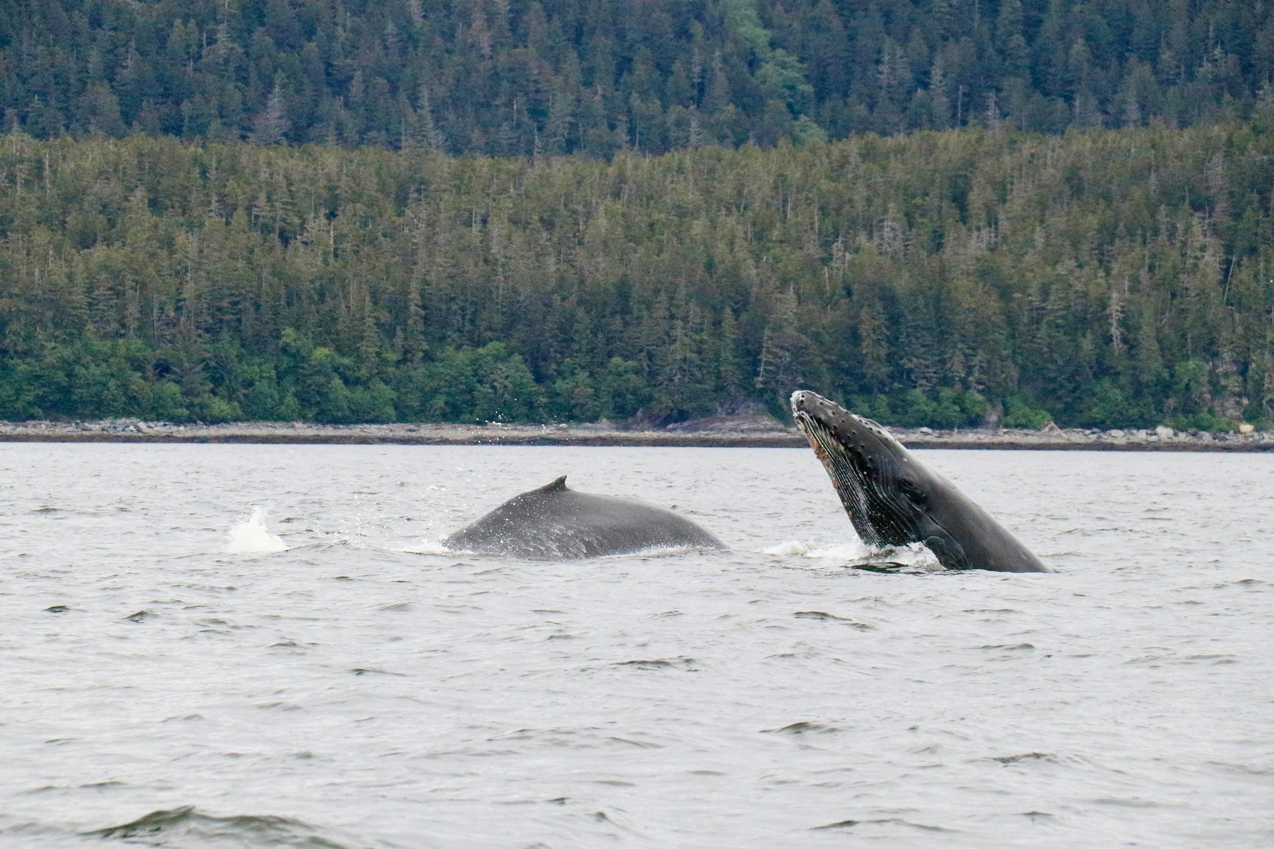 15 reasons to take your family on an Alaska cruise