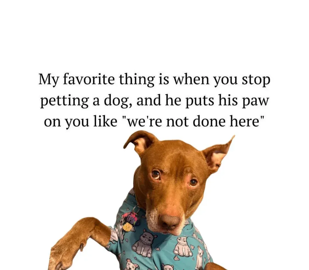 Relatable dog memes that are too accurate